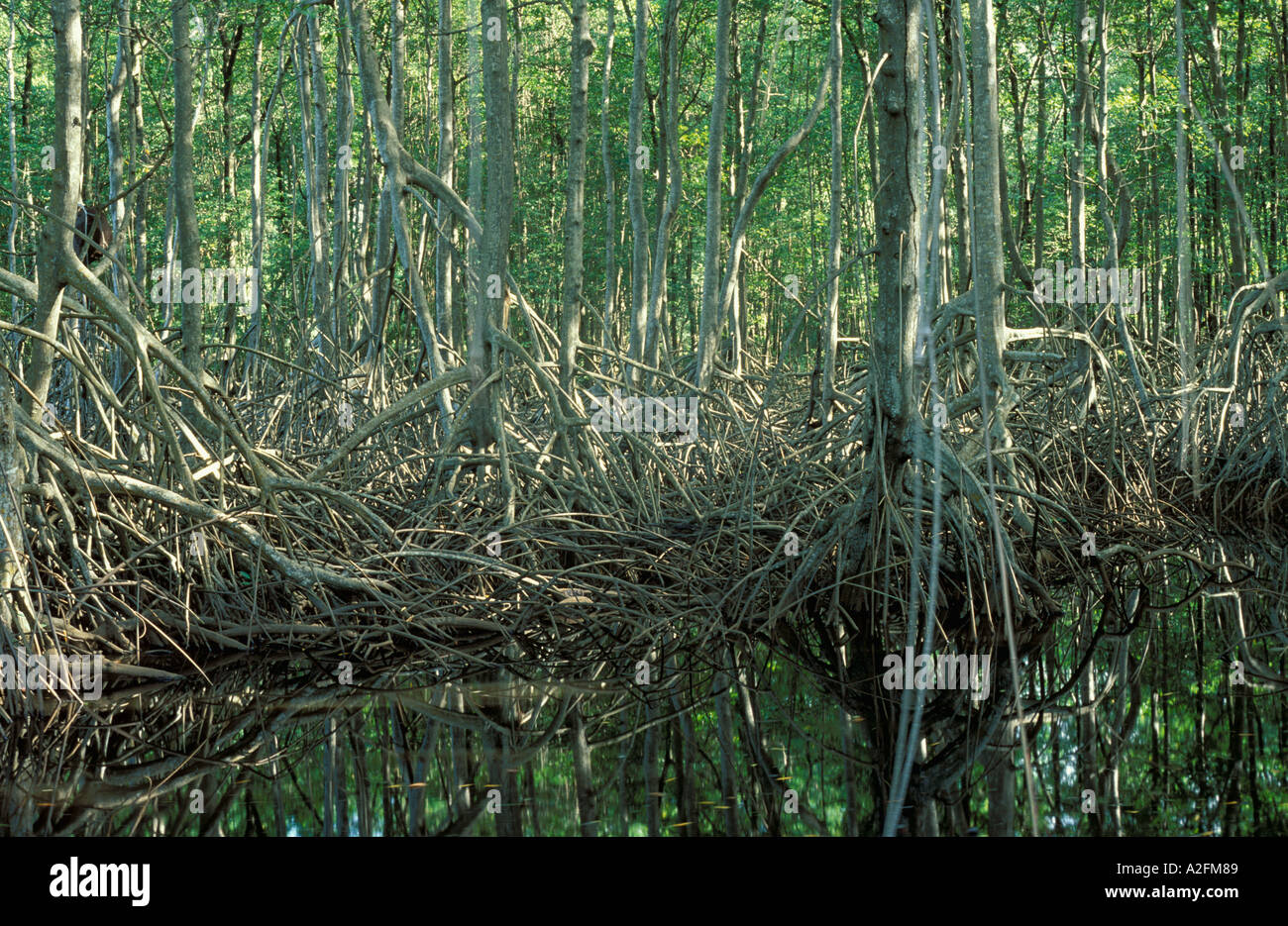 Aerial roots of red mangroves rhizophora spp Nariva Swamp Trinidad ...