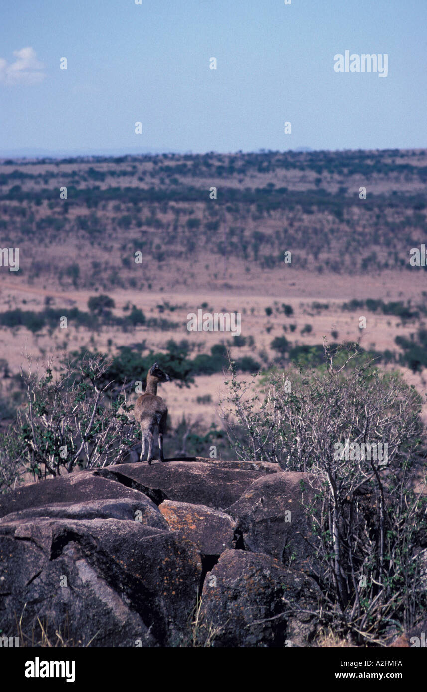 Klippspringer hi-res stock photography and images - Alamy