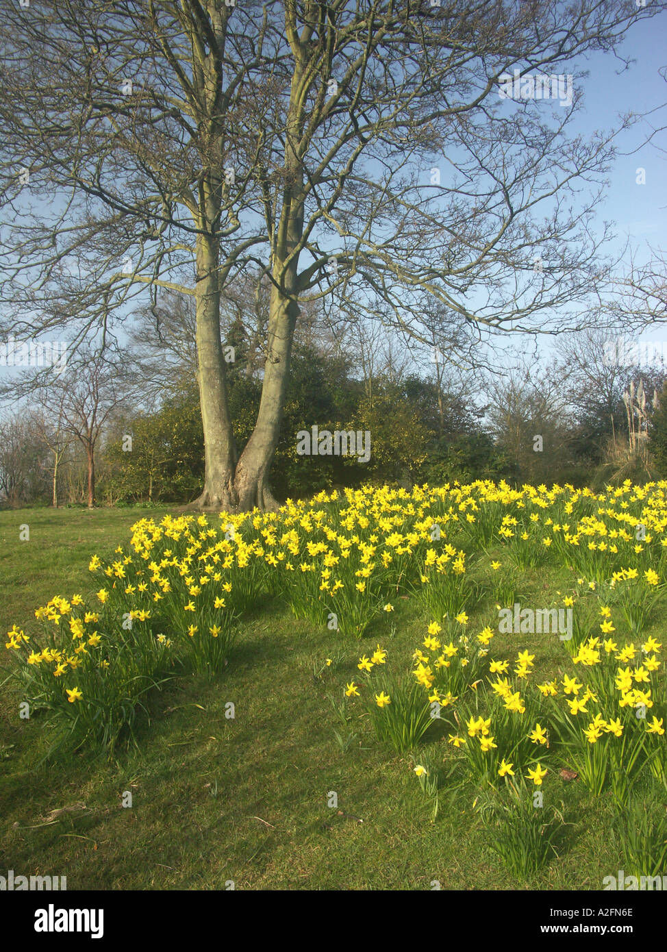 Withdean High Resolution Stock Photography and Images - Alamy