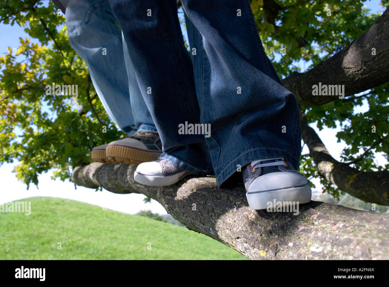 Father and son (4-7) standing on branch in tree, low section, close-up ...