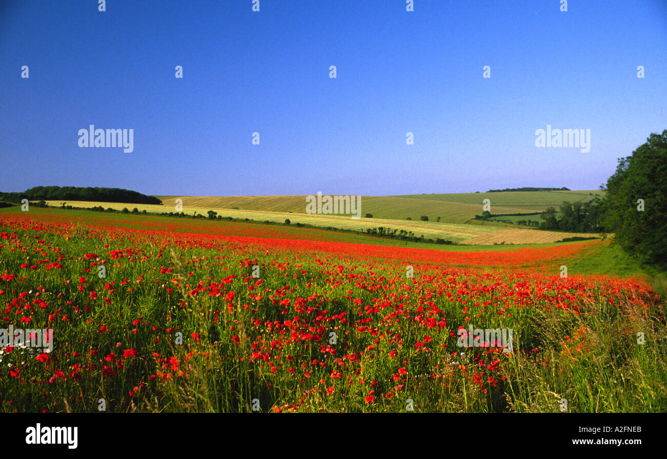 Poppy Field and South Downs Nr Falmer Brighton East Sussex England ...