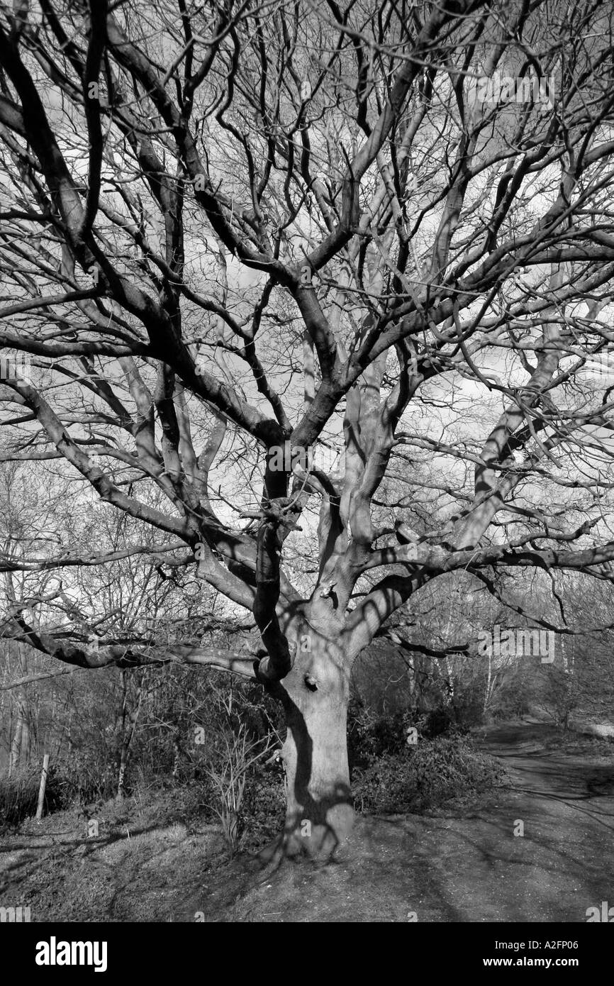 Stark empty tree Black and White Stock Photos & Images - Alamy