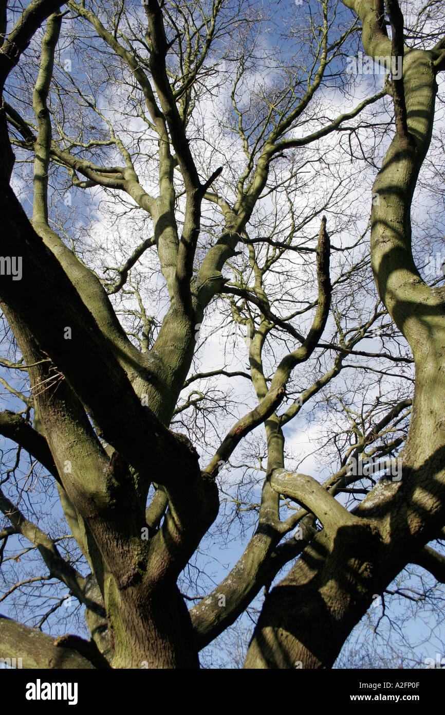 Tangled branches tree hi-res stock photography and images - Alamy