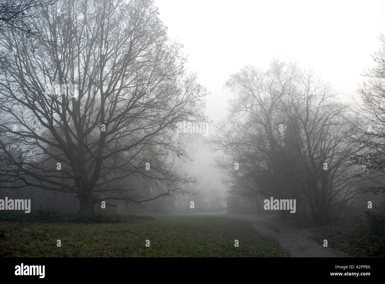 December fog on Hampstead Heath London Stock Photo - Alamy