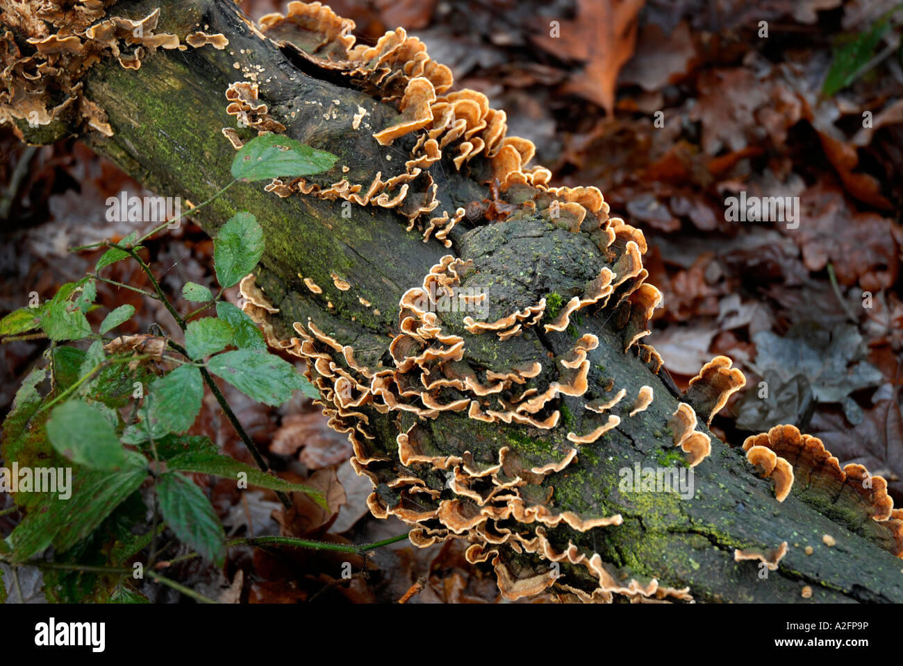 Fungi on a tree on Hampstead Heath London Stock Photo - Alamy