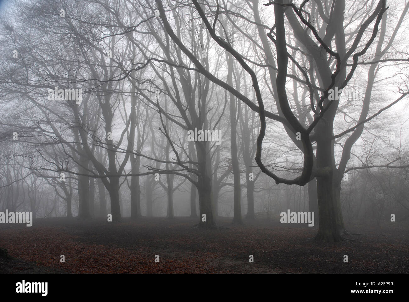 December fog on Hampstead Heath London Stock Photo - Alamy