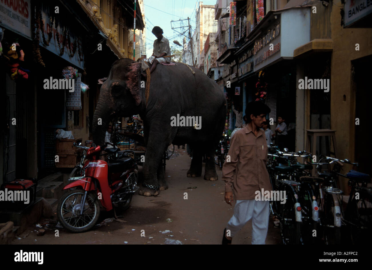 A temple elephant walking through a street in Mandurai India Stock ...
