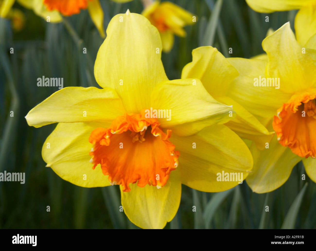 Dafodills hi-res stock photography and images - Alamy