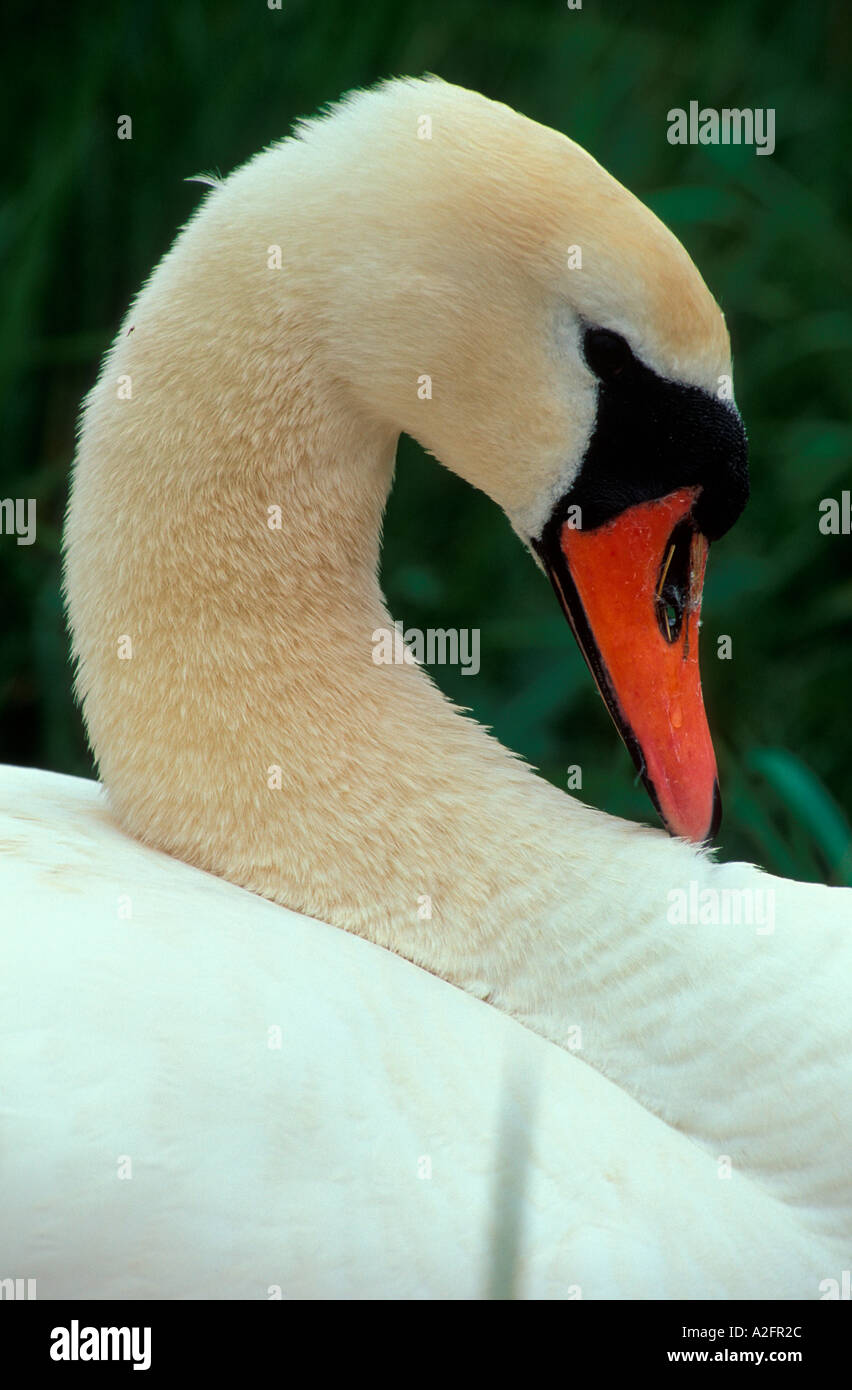 Swan pen hi-res stock photography and images - Alamy