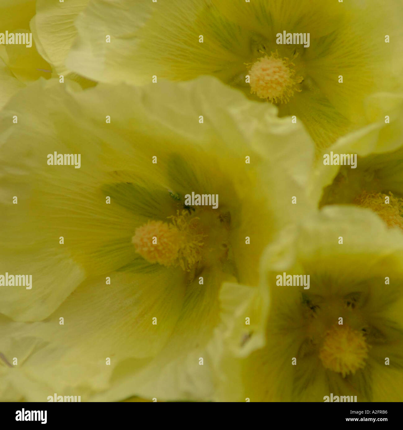 Alcea spp hi-res stock photography and images - Alamy