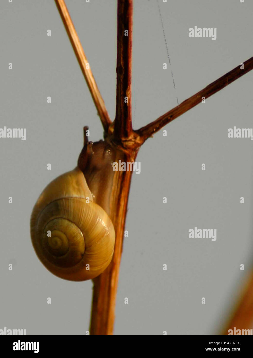 OXYCHILUS CELLARIUS Cellar Snail Stock Photo - Alamy