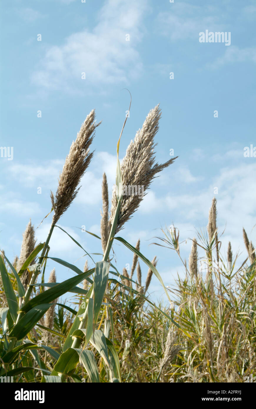 pampuss, grass, pampus, blue, sky, plant, flora Stock Photo - Alamy