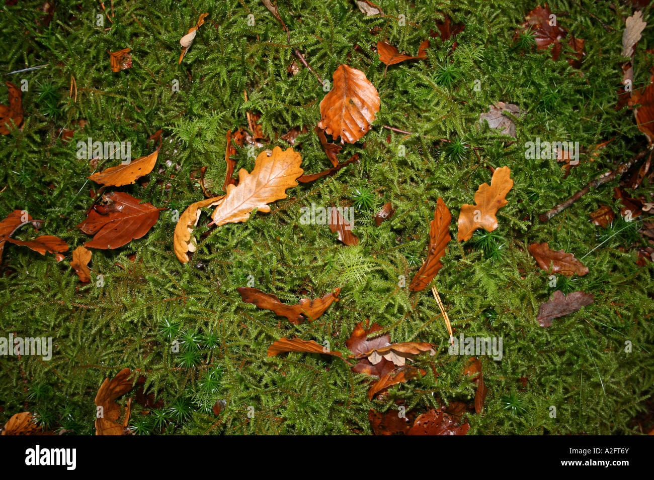 Autumn Leaves on Moss Stock Photo - Alamy