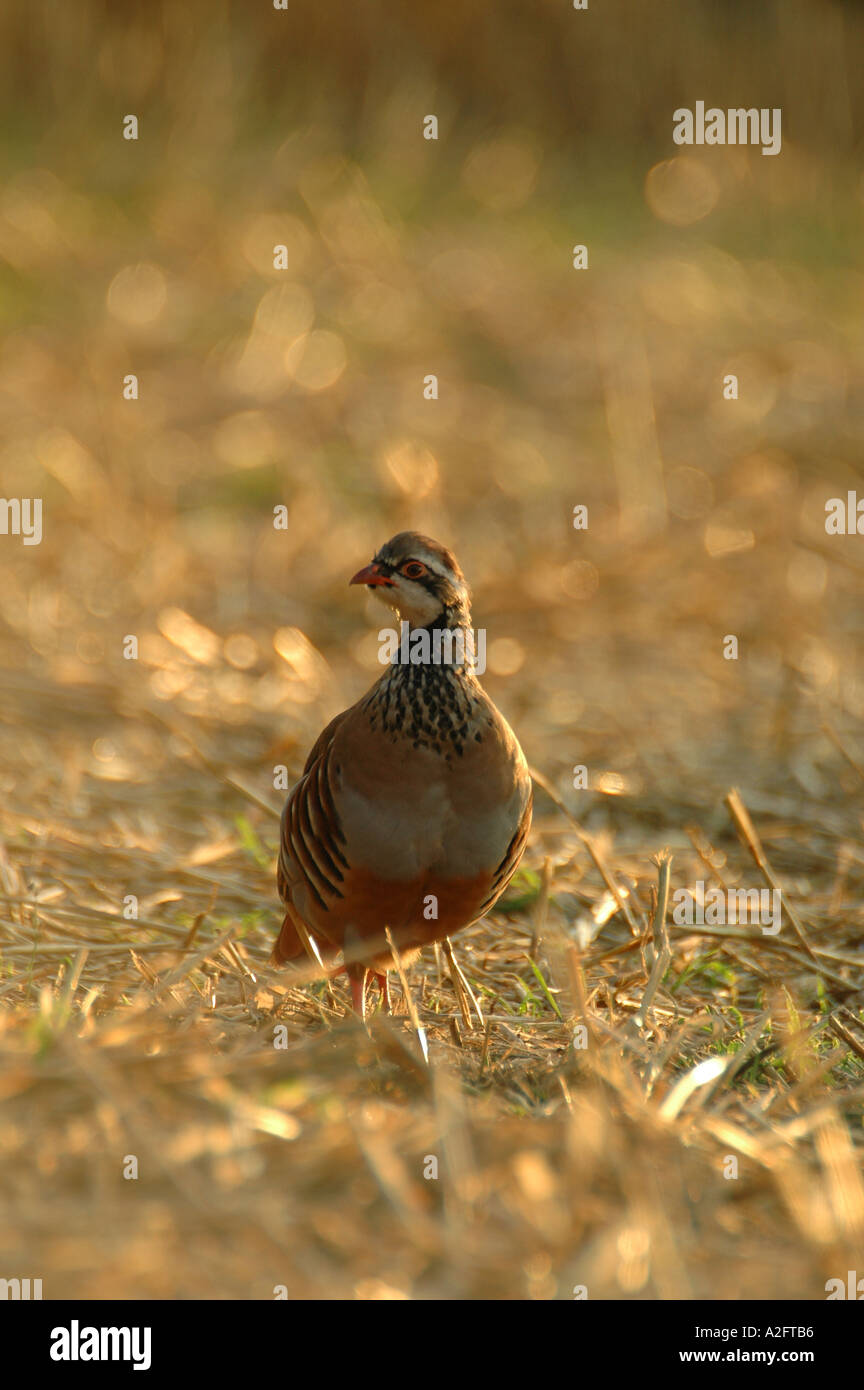 Partridge in stubble field hi-res stock photography and images - Alamy