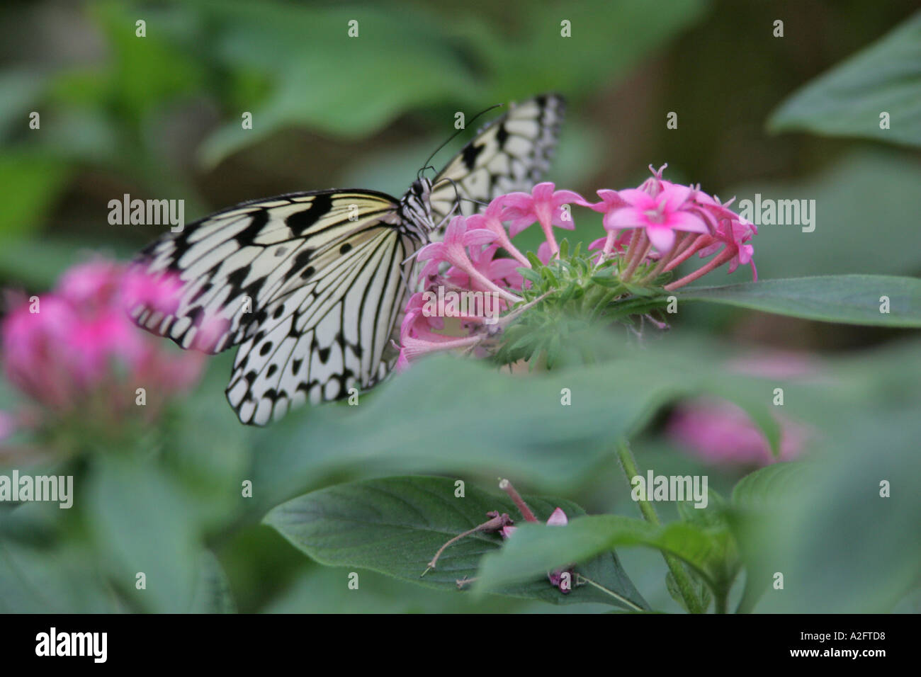 Great tree nymph butterflies hi-res stock photography and images - Alamy