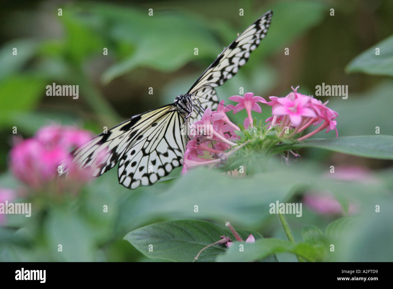 White Tree Nymph Butterfly Stock Photo - Alamy
