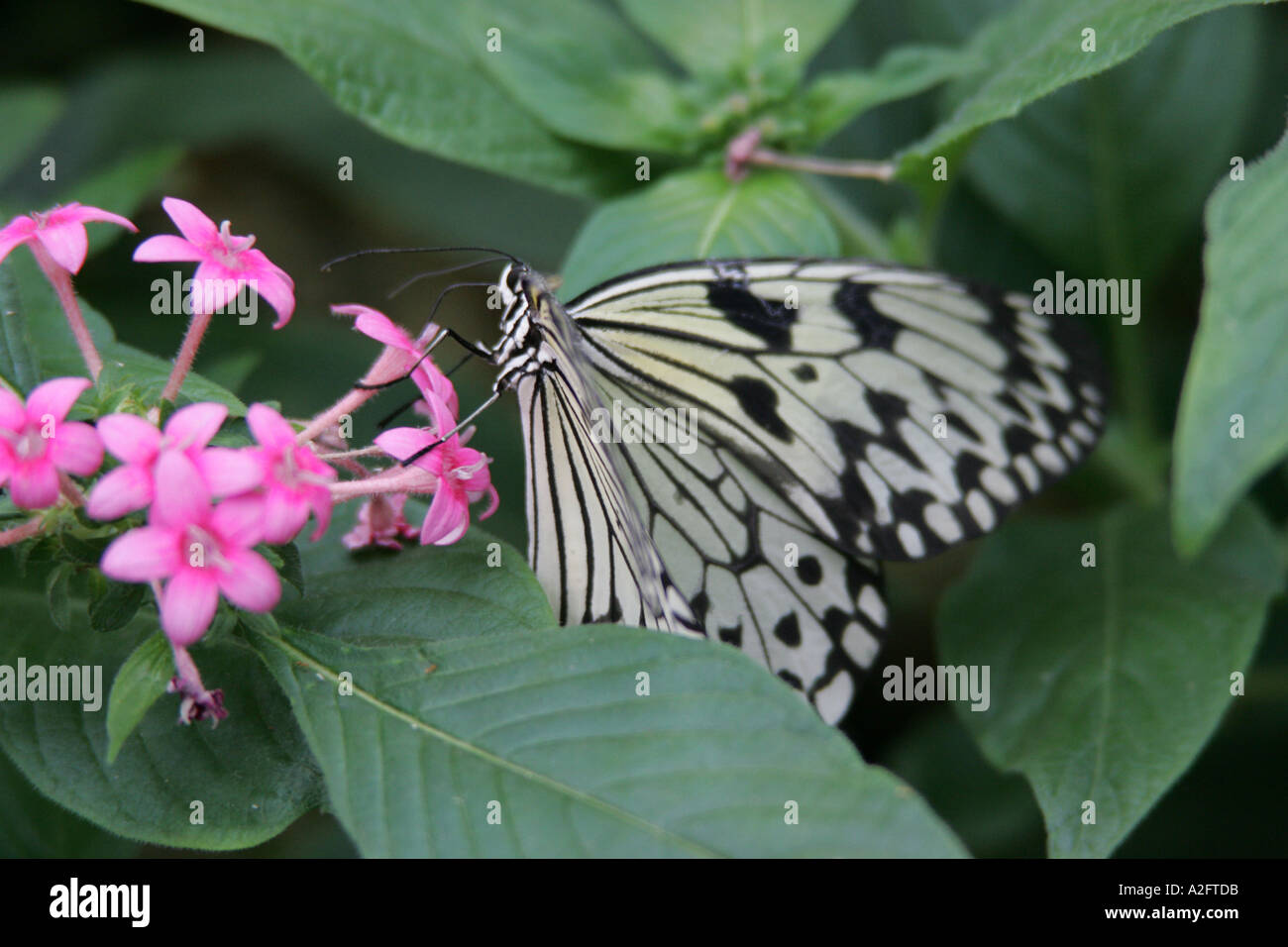 White Tree Nymph Butterfly Stock Photo - Alamy