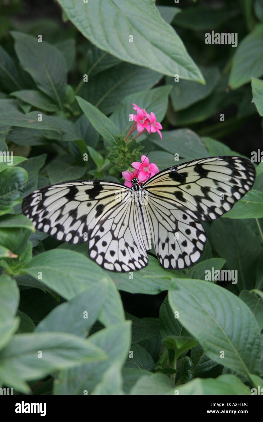 Great tree nymph butterfly hi-res stock photography and images - Alamy