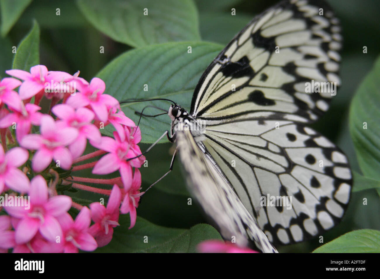 Great tree nymph butterflies hi-res stock photography and images - Alamy