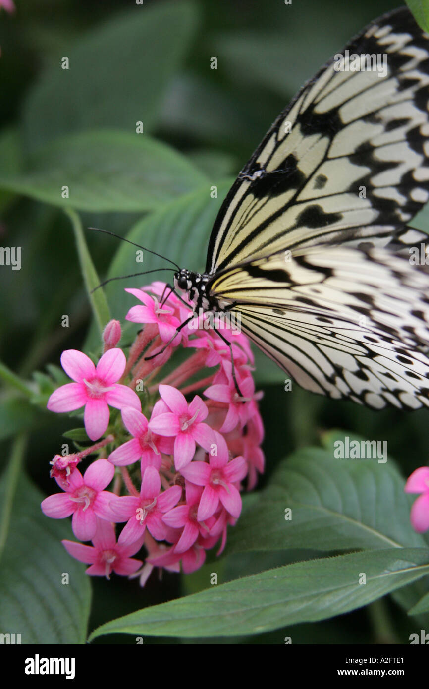 White Tree Nymph Butterfly Stock Photo - Alamy