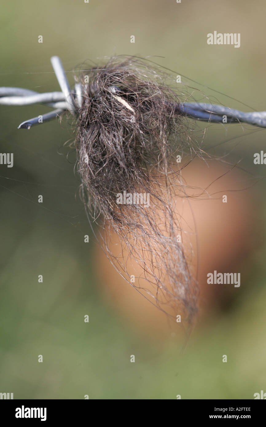 Horse hair caught on barbed wire Stock Photo - Alamy