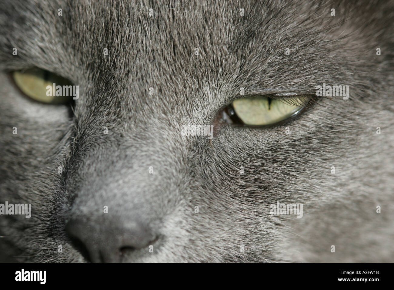 Cat cats faces hi-res stock photography and images - Alamy