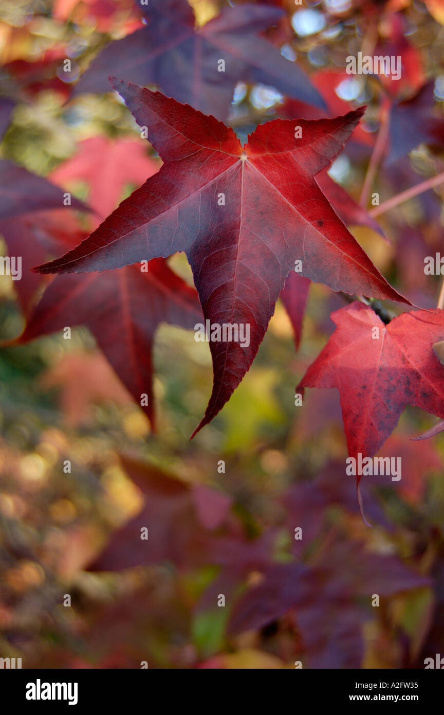 Liquidambar styraciflua lane roberts hi-res stock photography and images - Alamy