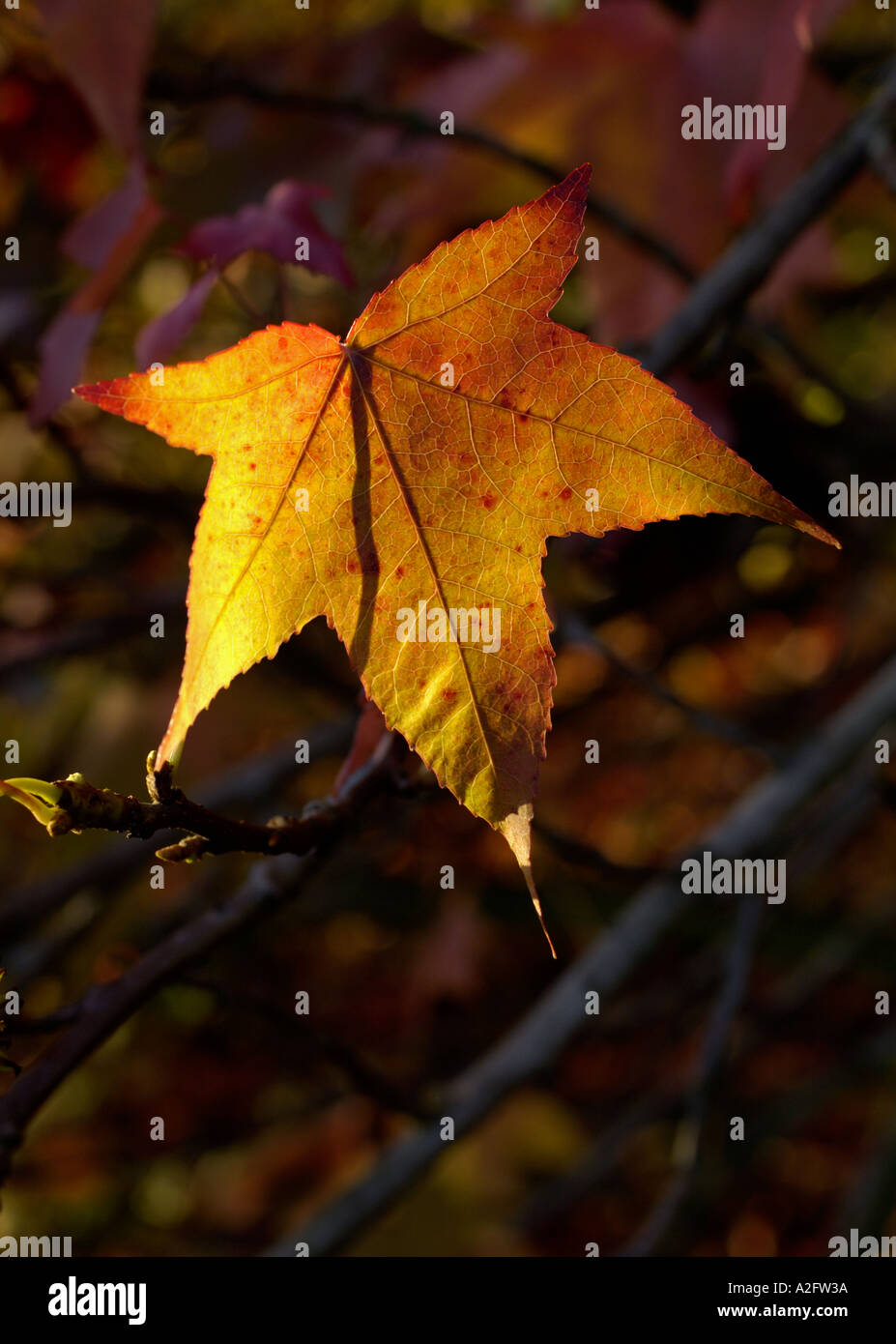 Liquidambar styraciflua lane roberts hi-res stock photography and images - Alamy