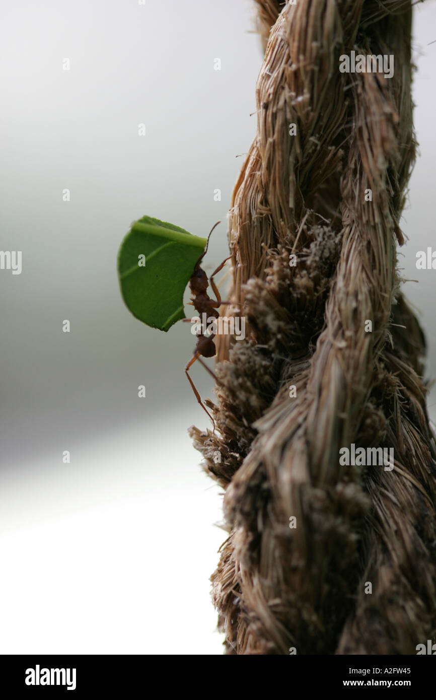 Strong leafcutter ants hi-res stock photography and images - Alamy