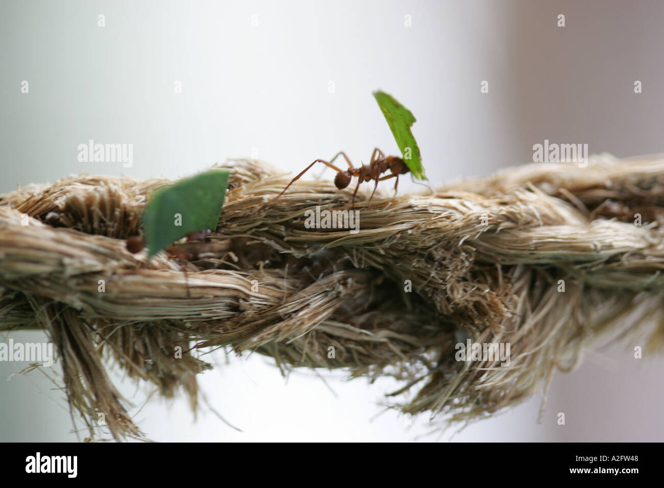 Leaf Cutting Ants Stock Photo - Alamy