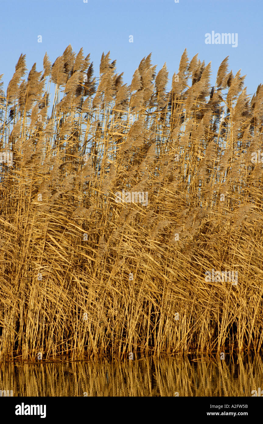 Fen reeds hi-res stock photography and images - Alamy