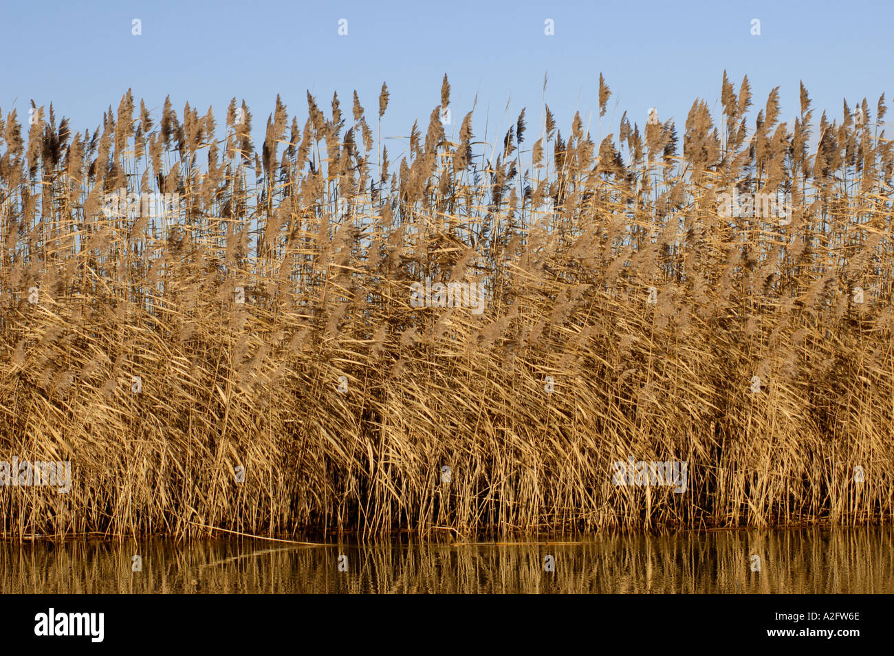 Fen reeds hi-res stock photography and images - Alamy