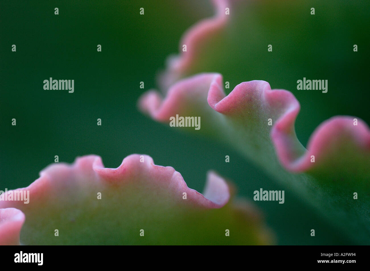 Curlylocks hi-res stock photography and images - Alamy