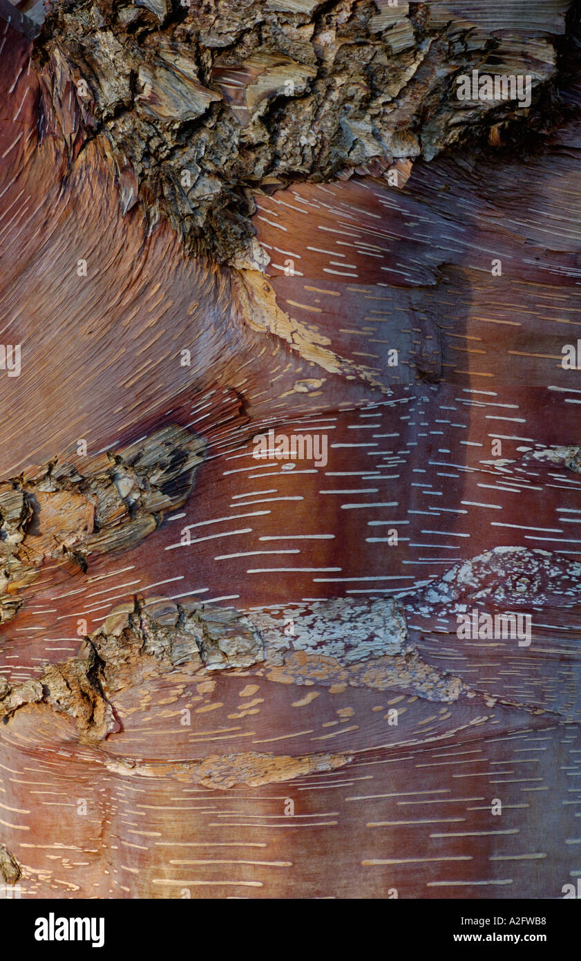 Chinese red birch betula albosinensis hi-res stock photography and ...