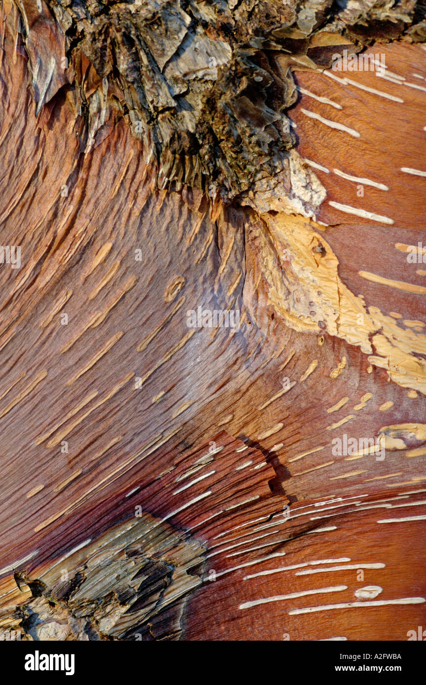 Chinese red bark birch tree hi-res stock photography and images - Alamy