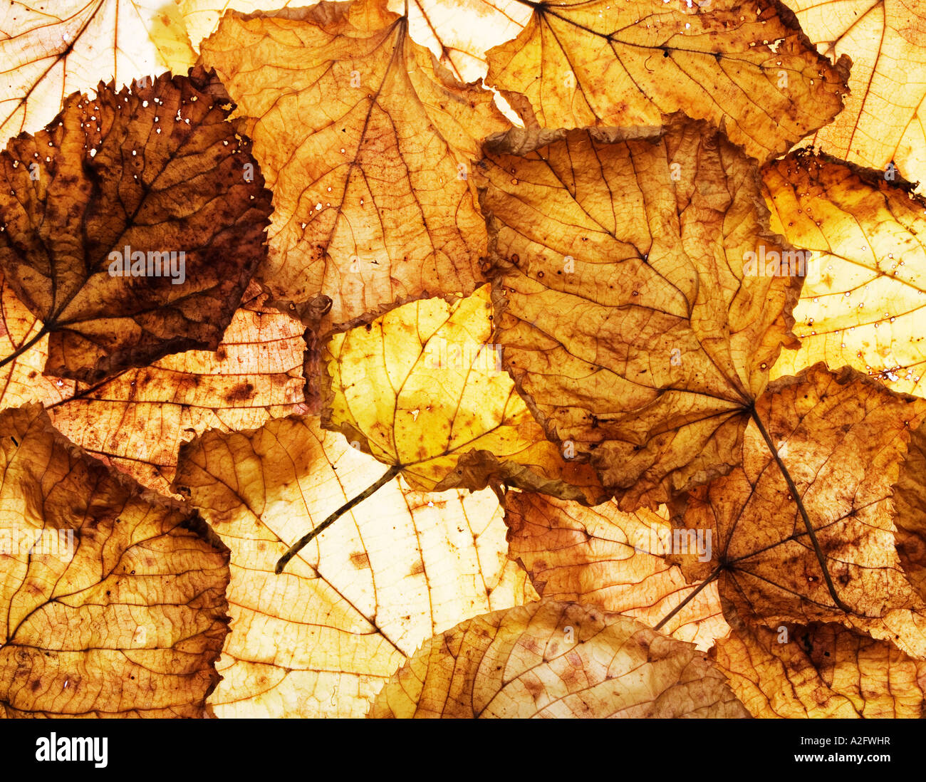 Top view fall birch hi-res stock photography and images - Alamy