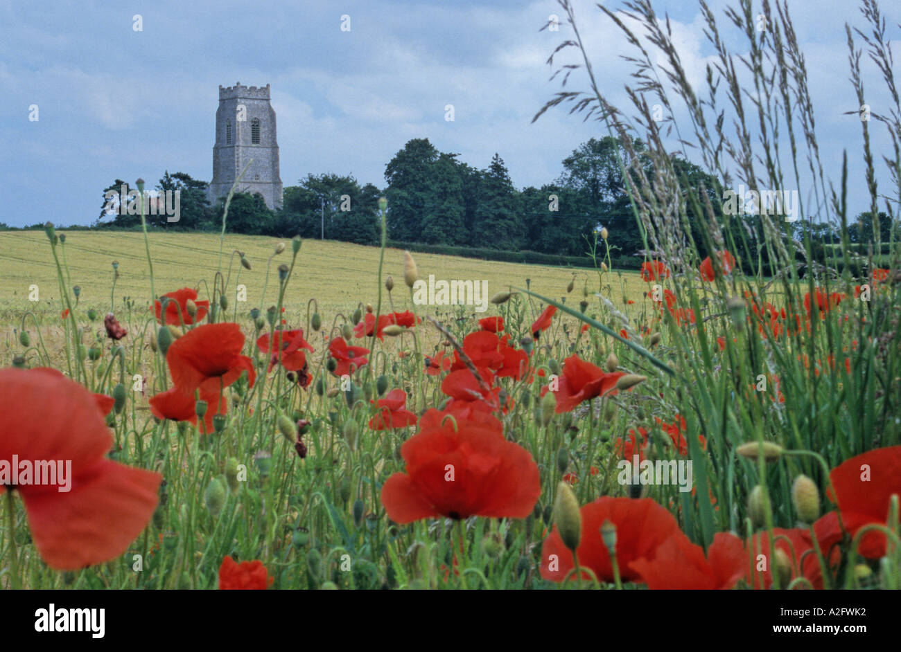 Poppies with St Mary's Church Erpingham Stock Photo - Alamy