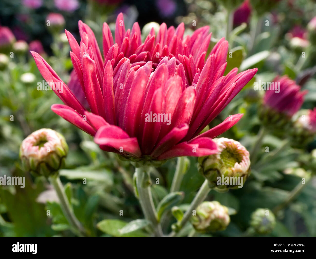 Chrysanthemum field china hi-res stock photography and images - Alamy