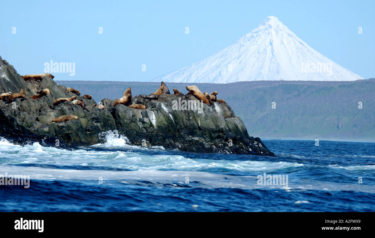 Asia, Russia, Russian Far East, Kamchatkan Peninsula. Seals on coastal ...