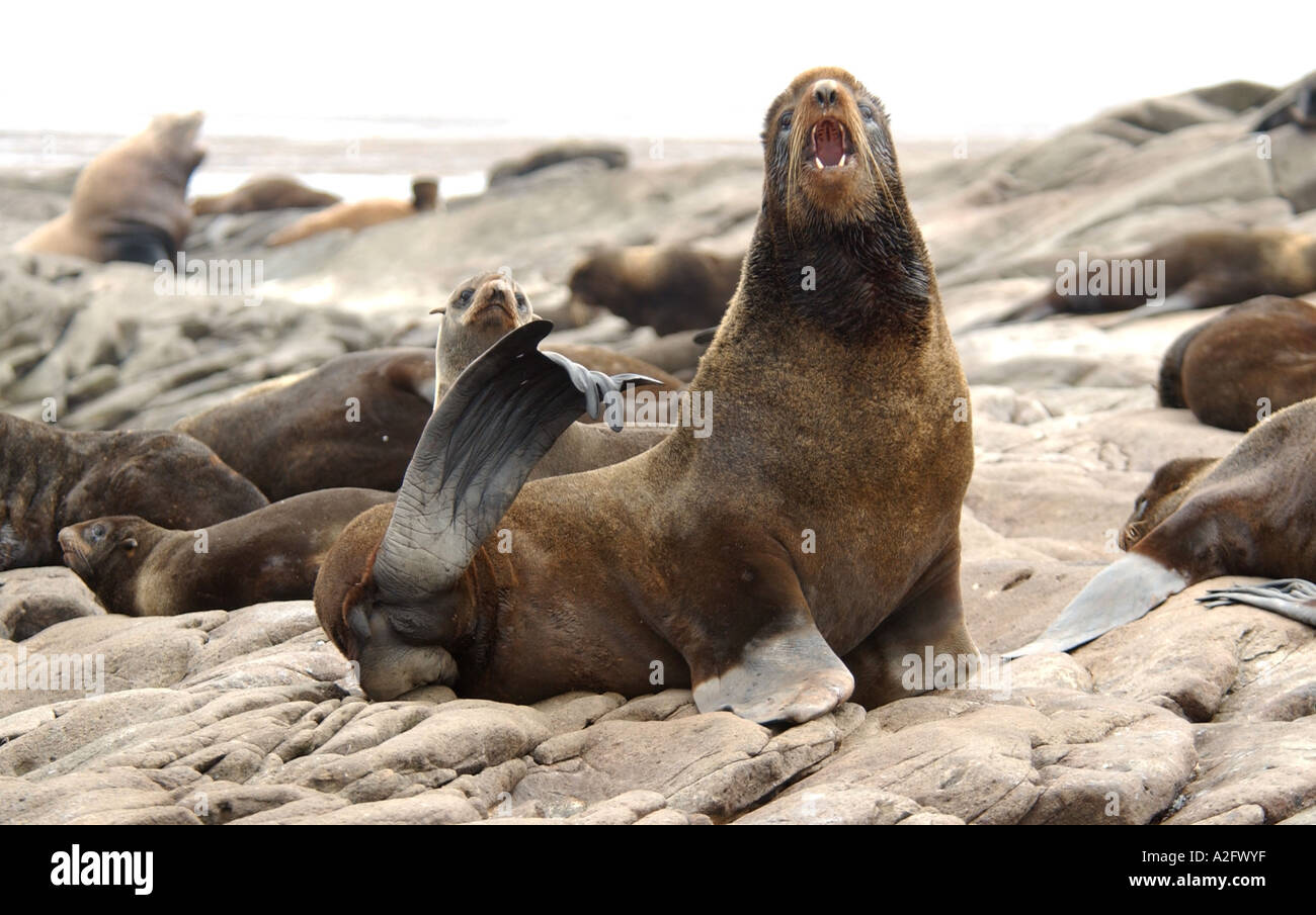 Kamchatkan peninsula hi-res stock photography and images - Alamy