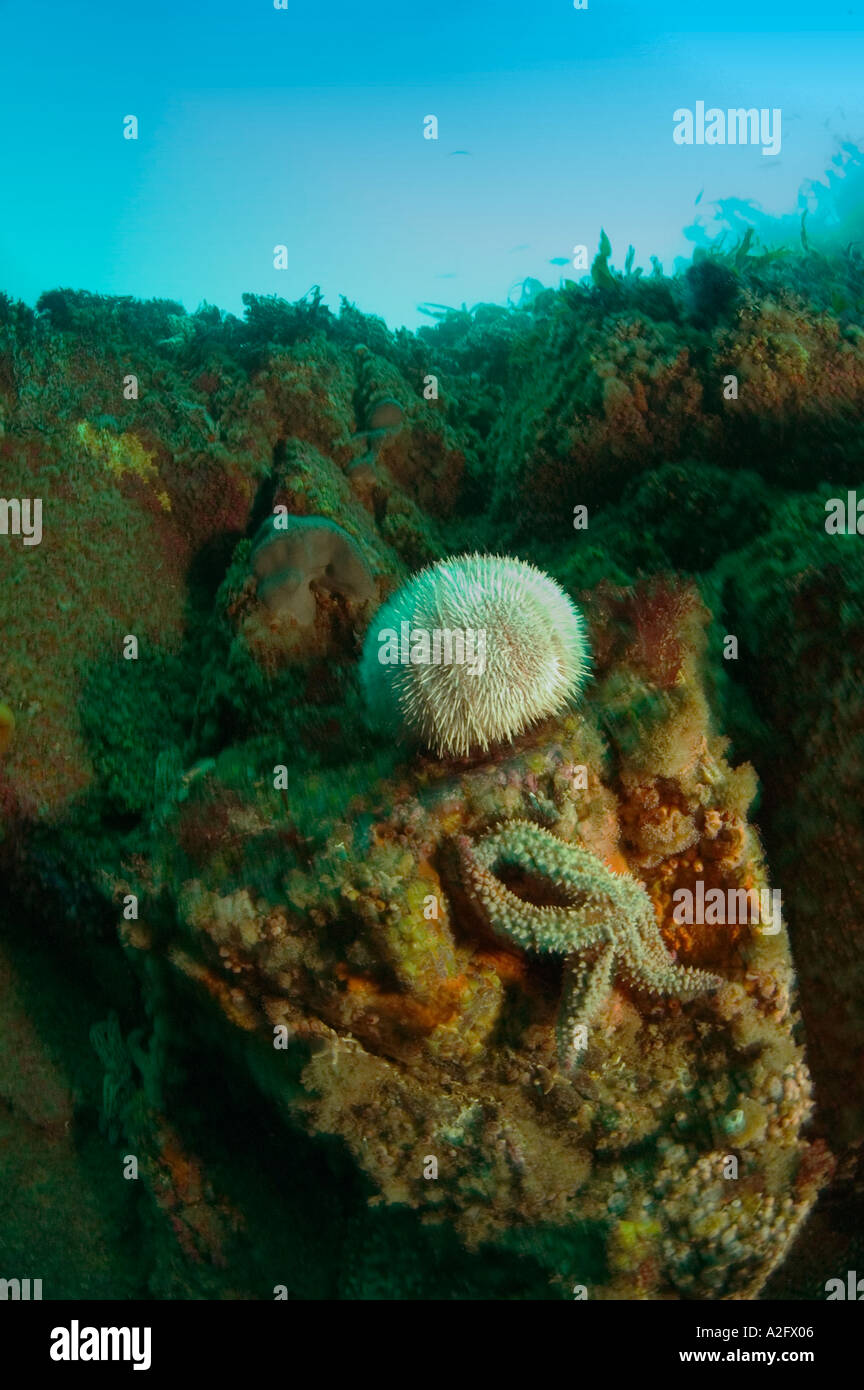 Atlantic underwater ireland hi-res stock photography and images - Alamy
