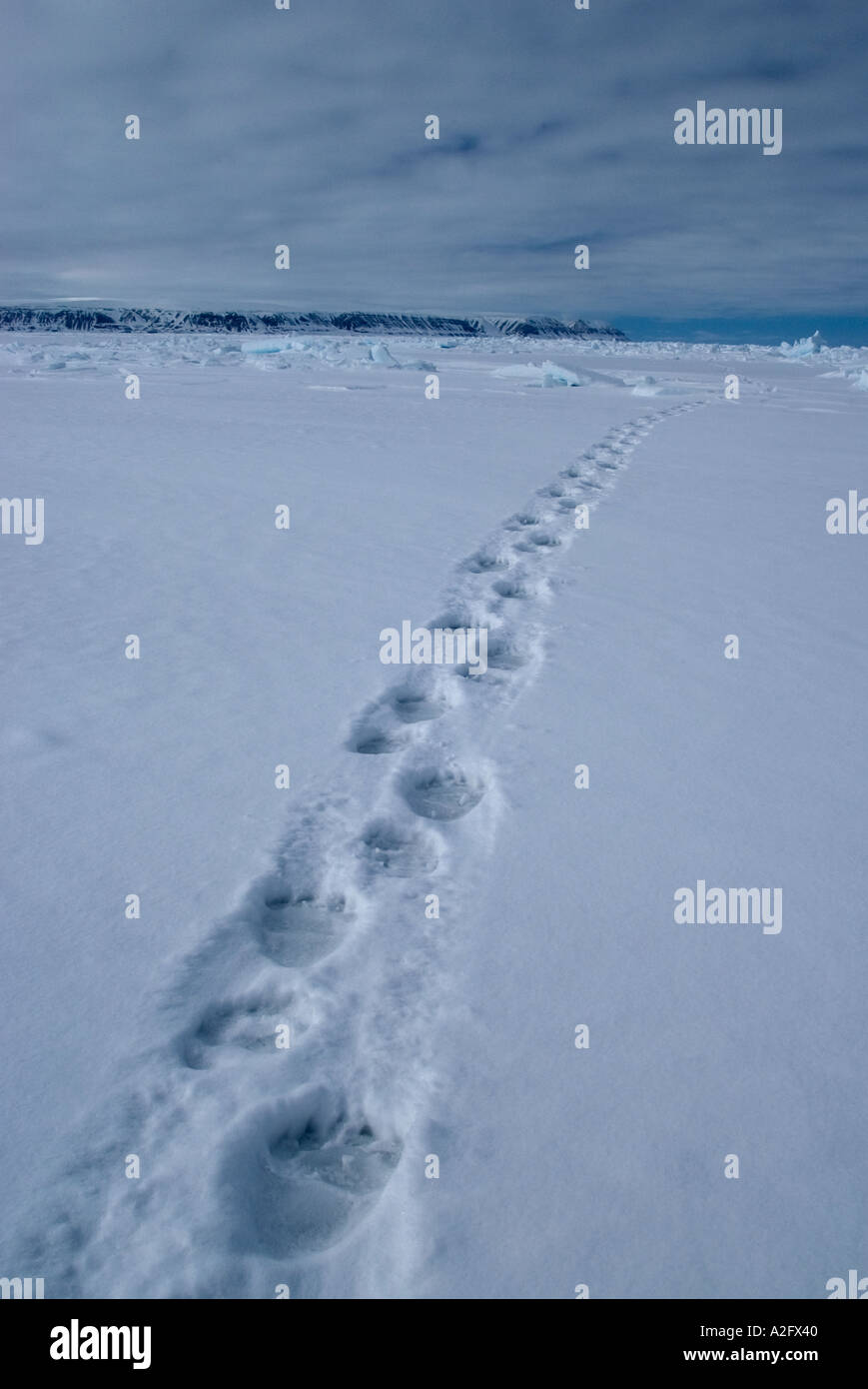 Polar bear footprints hi-res stock photography and images - Alamy