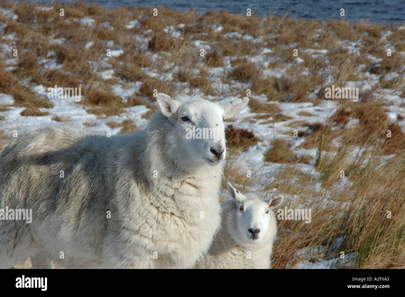 Sheepish hi-res stock photography and images - Alamy