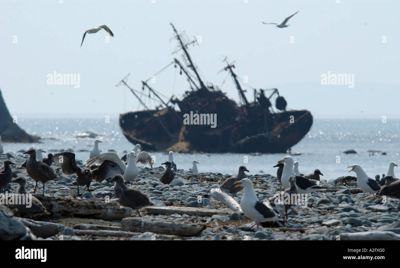 Kamchatkan peninsula hi-res stock photography and images - Alamy