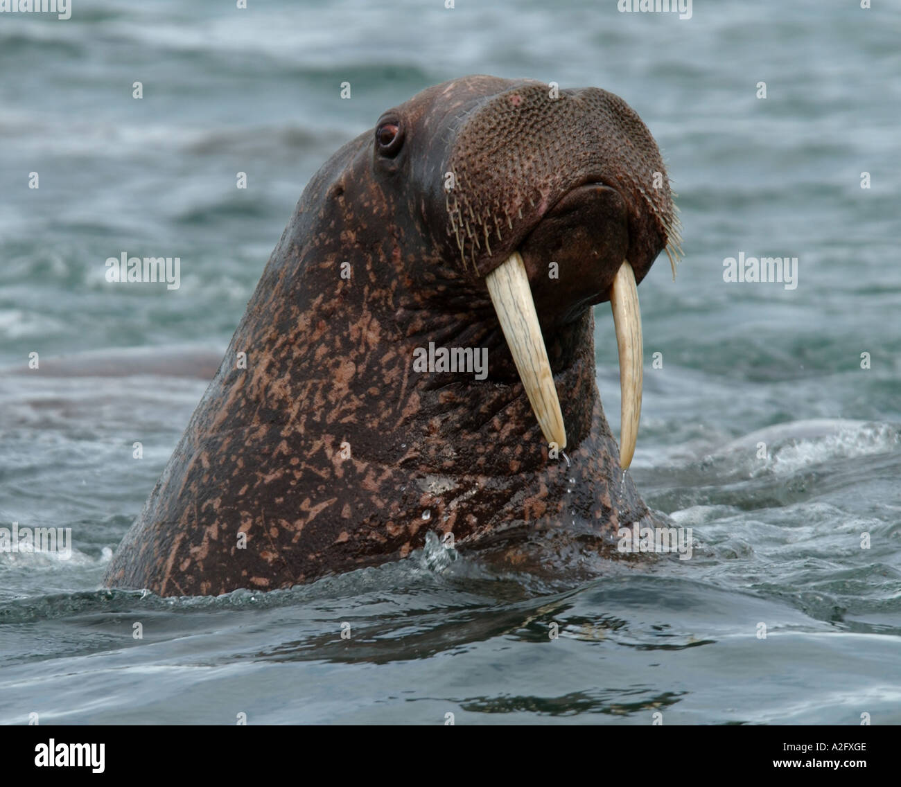 Kamchatkan peninsula hi-res stock photography and images - Alamy