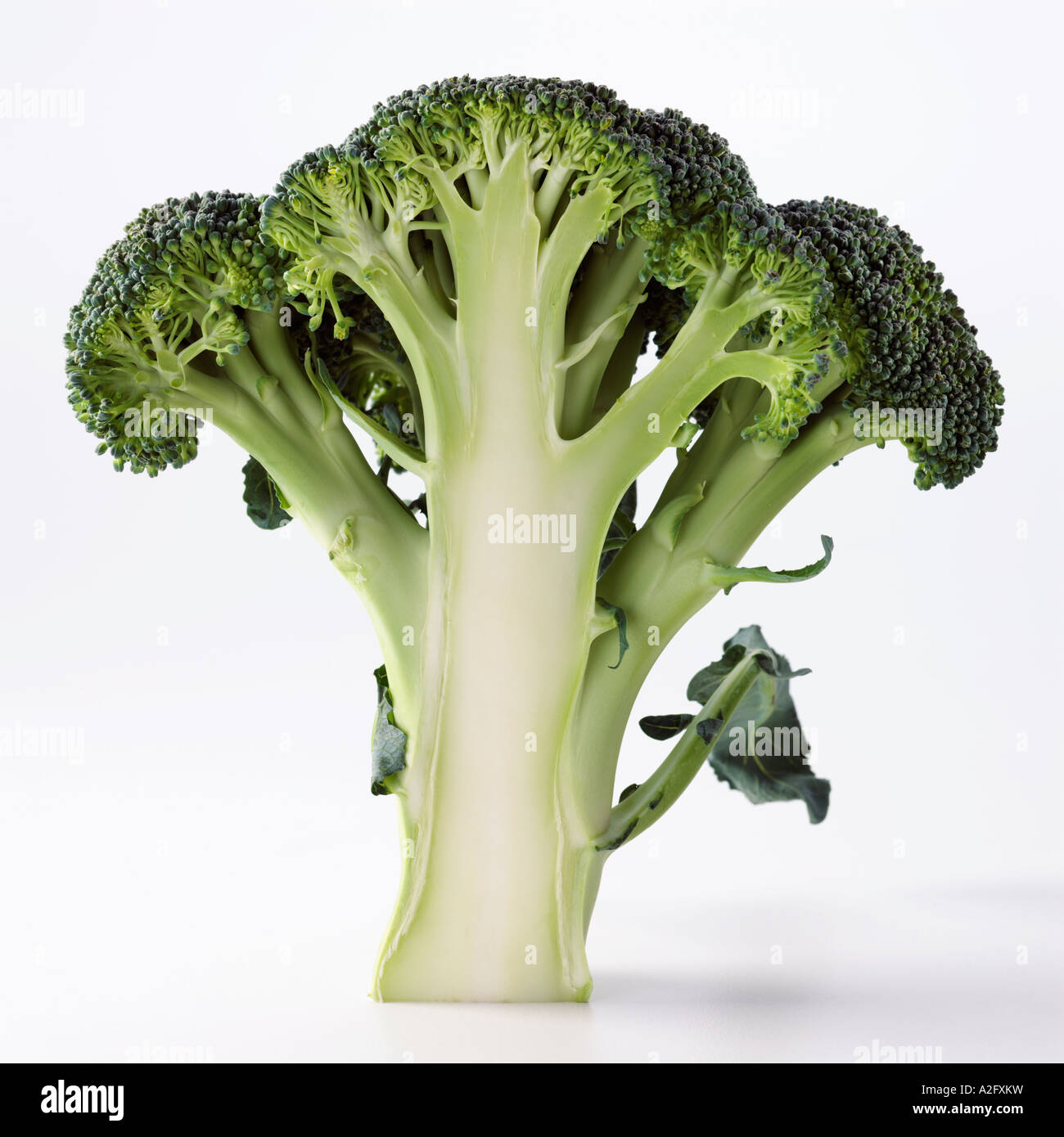 Close up of a cut Broccoli floret on a white background Stock Photo - Alamy