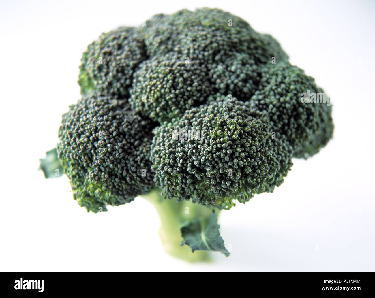 Close up of a Broccoli floret on a white background Stock Photo - Alamy