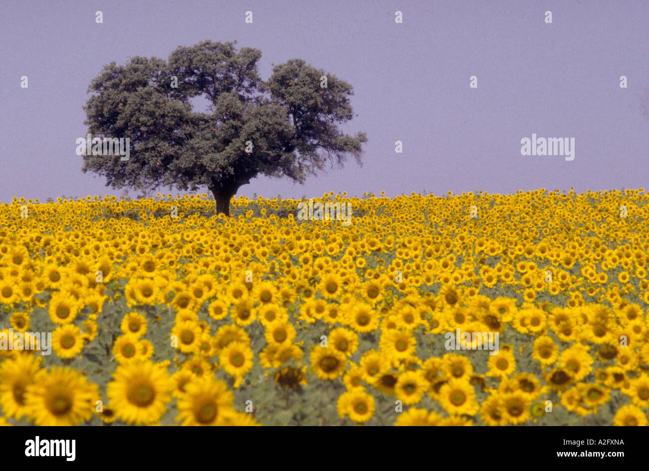 Sunflower field with tree andalucia hi-res stock photography and images ...