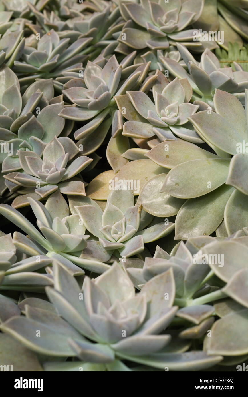 close up of succulent Stock Photo - Alamy