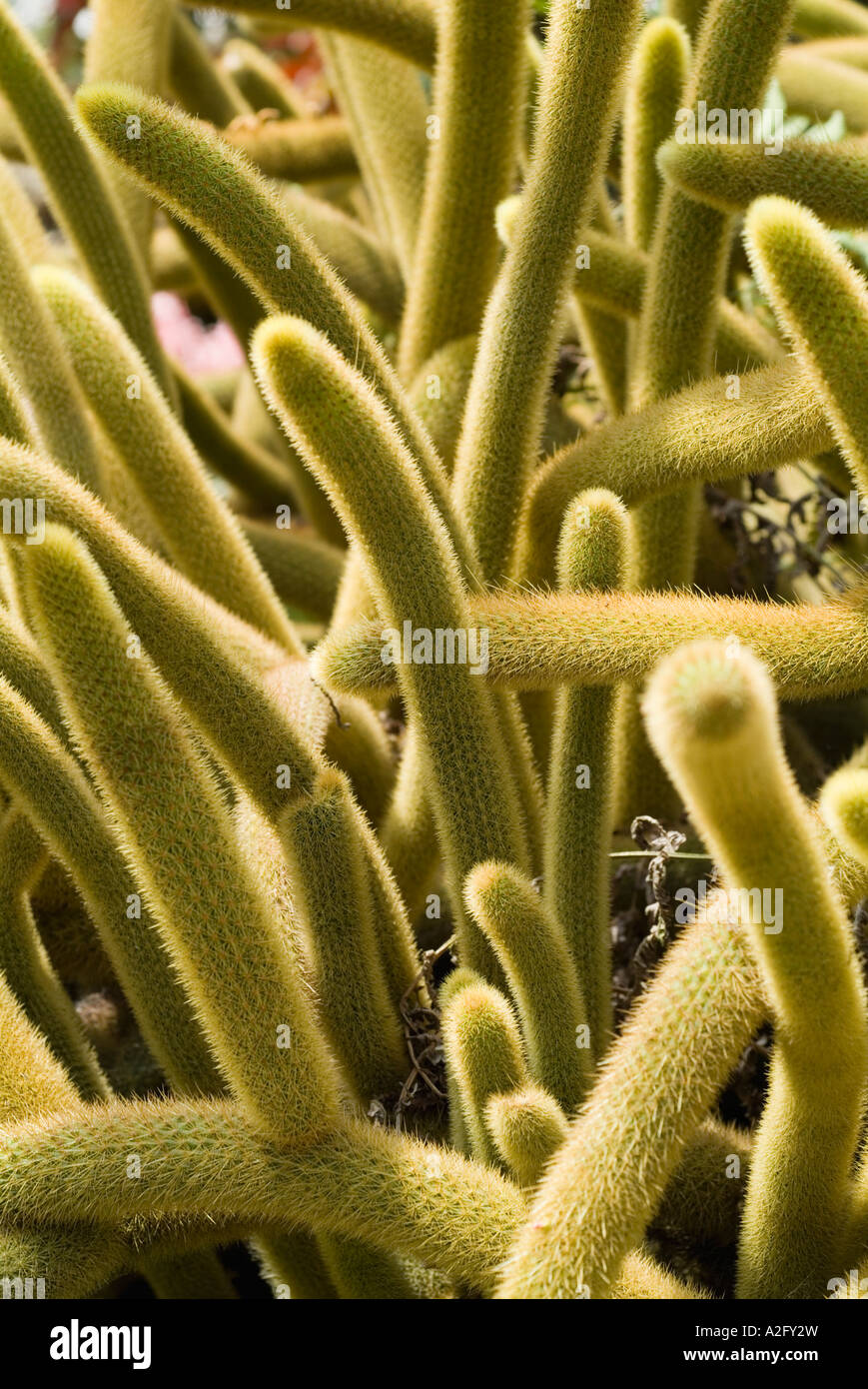 Cactus tube hi-res stock photography and images - Alamy